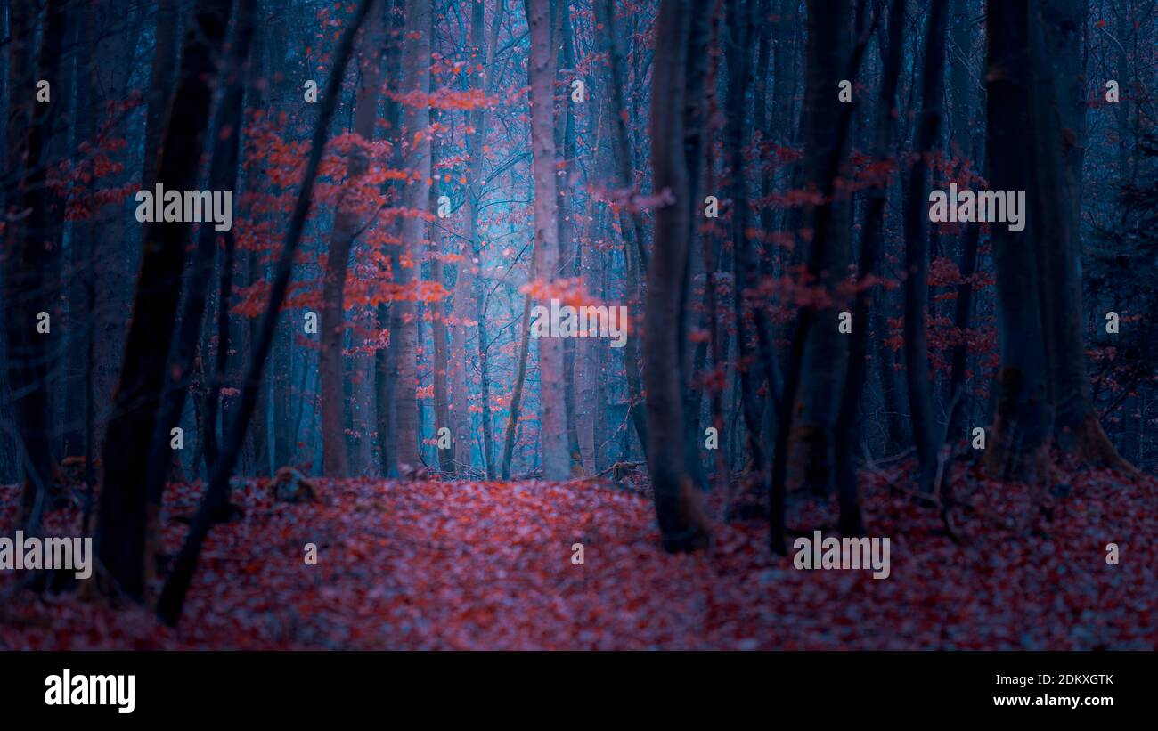 Fairy tale charm hi-res stock photography and images - Alamy