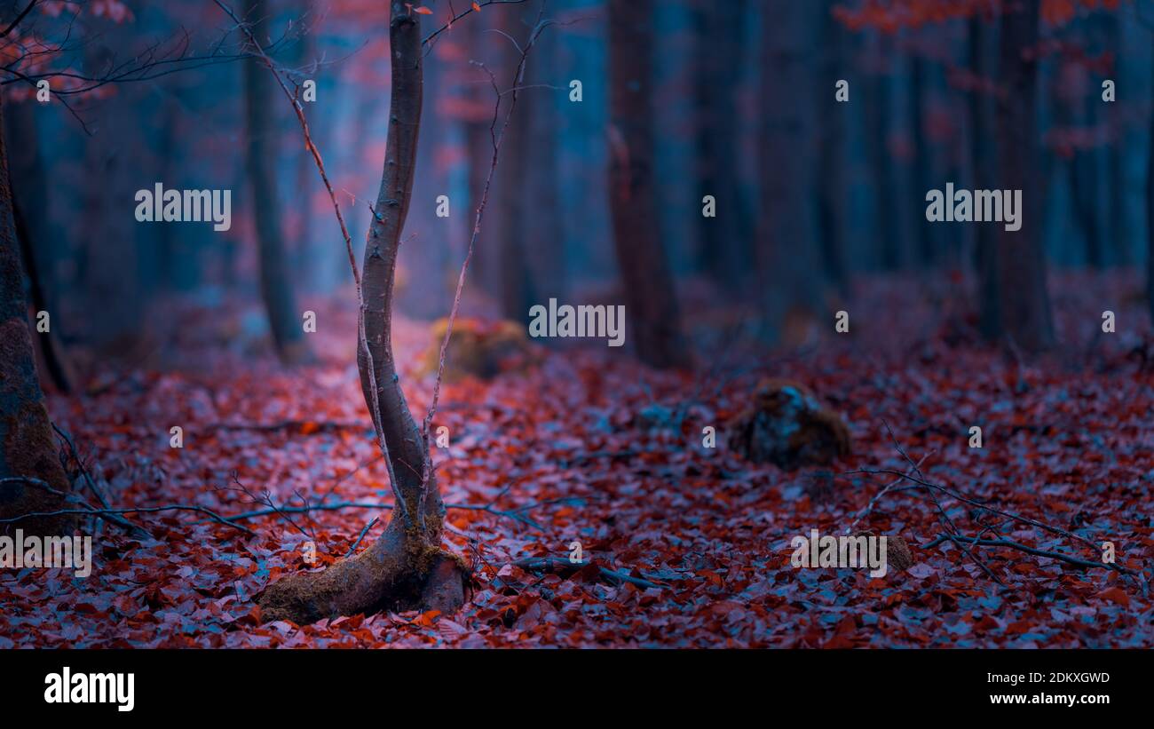Fairy tale charm hi-res stock photography and images - Alamy