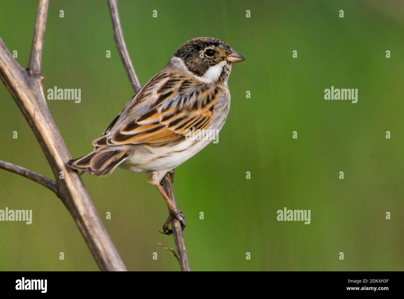 Rietgors, Common Reed Bunting, Emberiza schoeniclus Stock Photo - Alamy