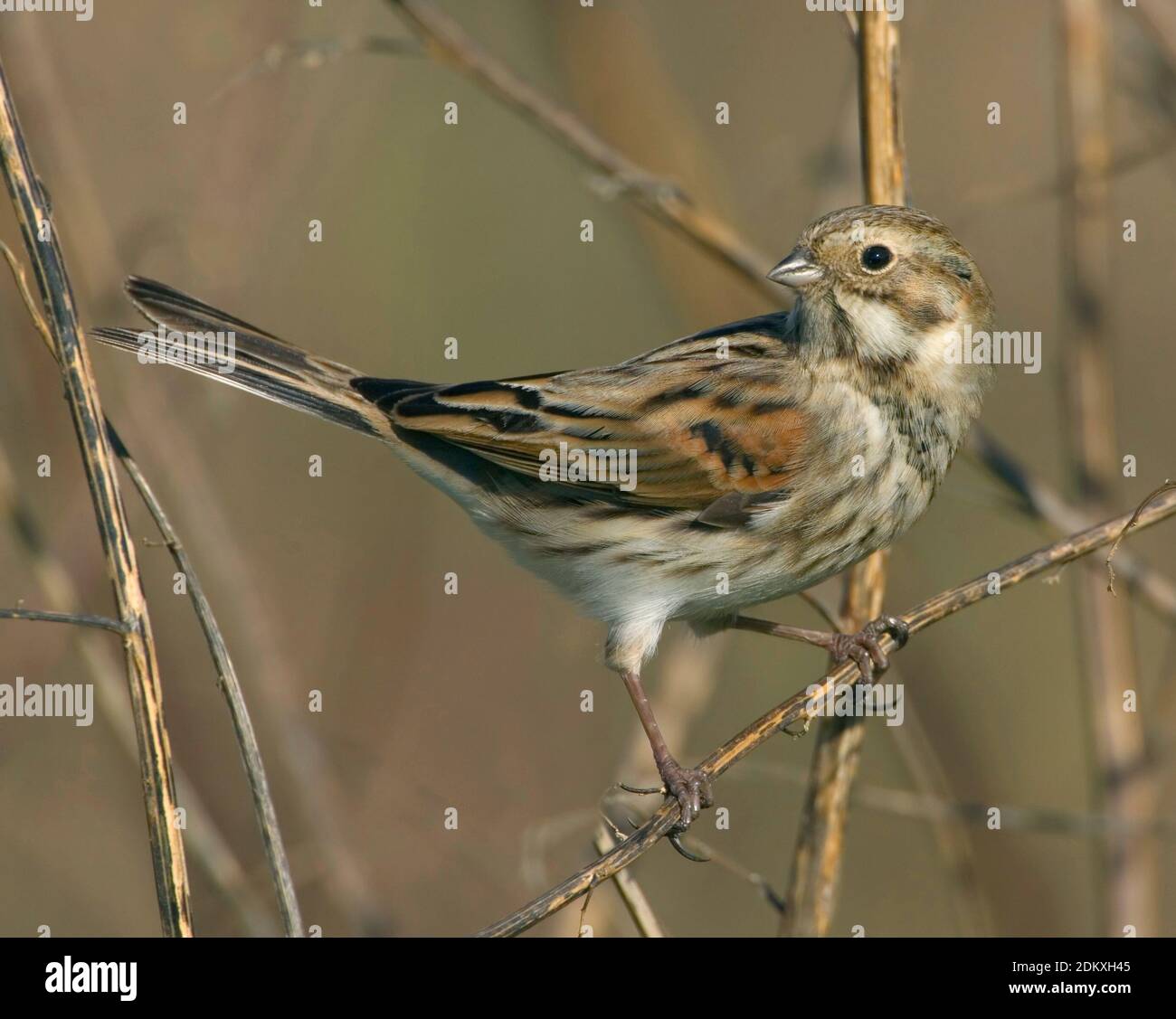 Rietgors, Common Reed Bunting, Emberiza schoeniclus Stock Photo - Alamy