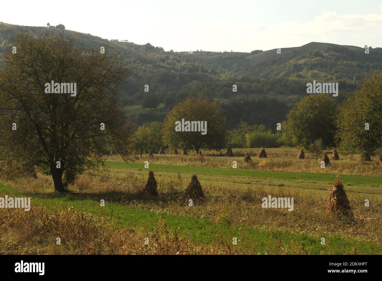 Vrancea County, Romania. Stacks of dried maze plants on the field, to ...