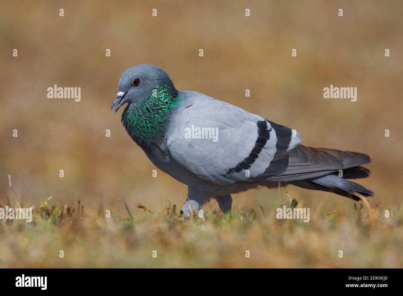 Rotsduif op de grond; Rock Dove on the ground Stock Photo - Alamy