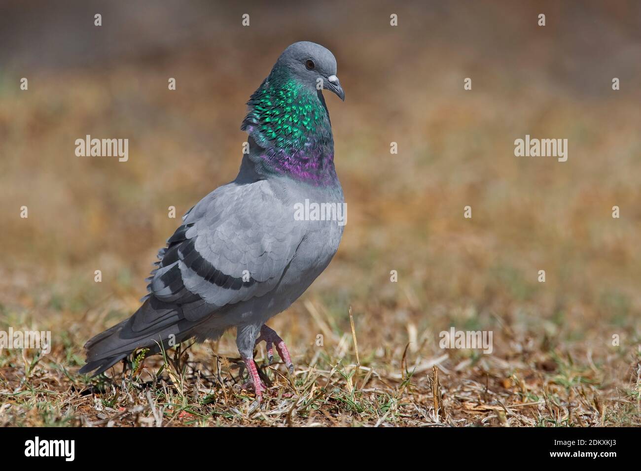 Rotsduif op de grond; Rock Dove on the ground Stock Photo - Alamy
