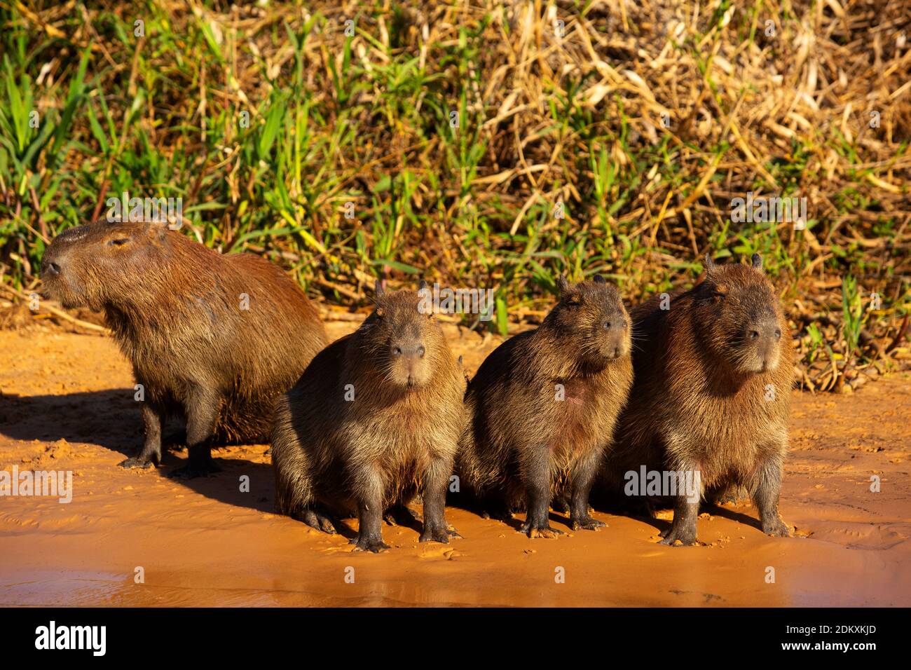Capybara in a river hi-res stock photography and images - Alamy