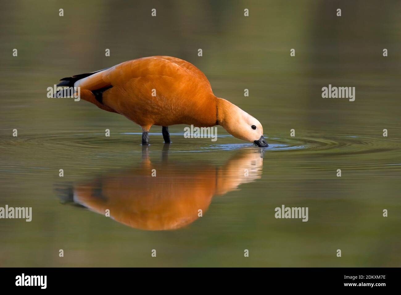 Ruddy colored hi-res stock photography and images - Alamy