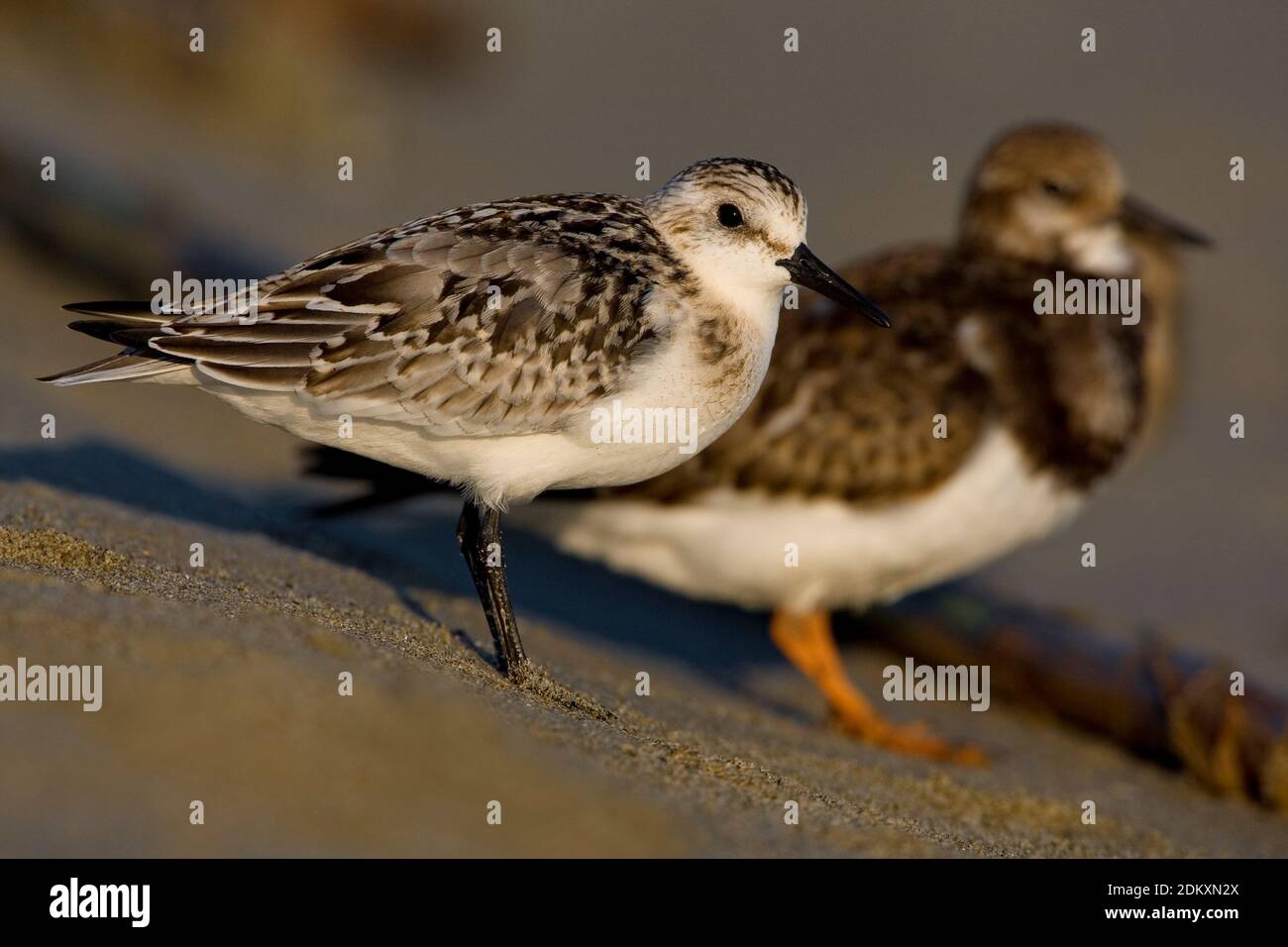Juvenile Drieteenstrandloper op het strand; Juvenile Sanderling on the ...