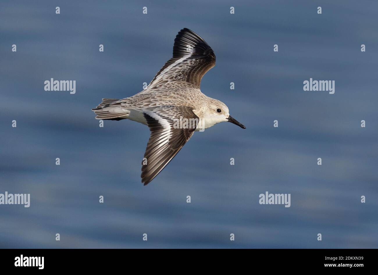 As de sanderling hi-res stock photography and images - Alamy