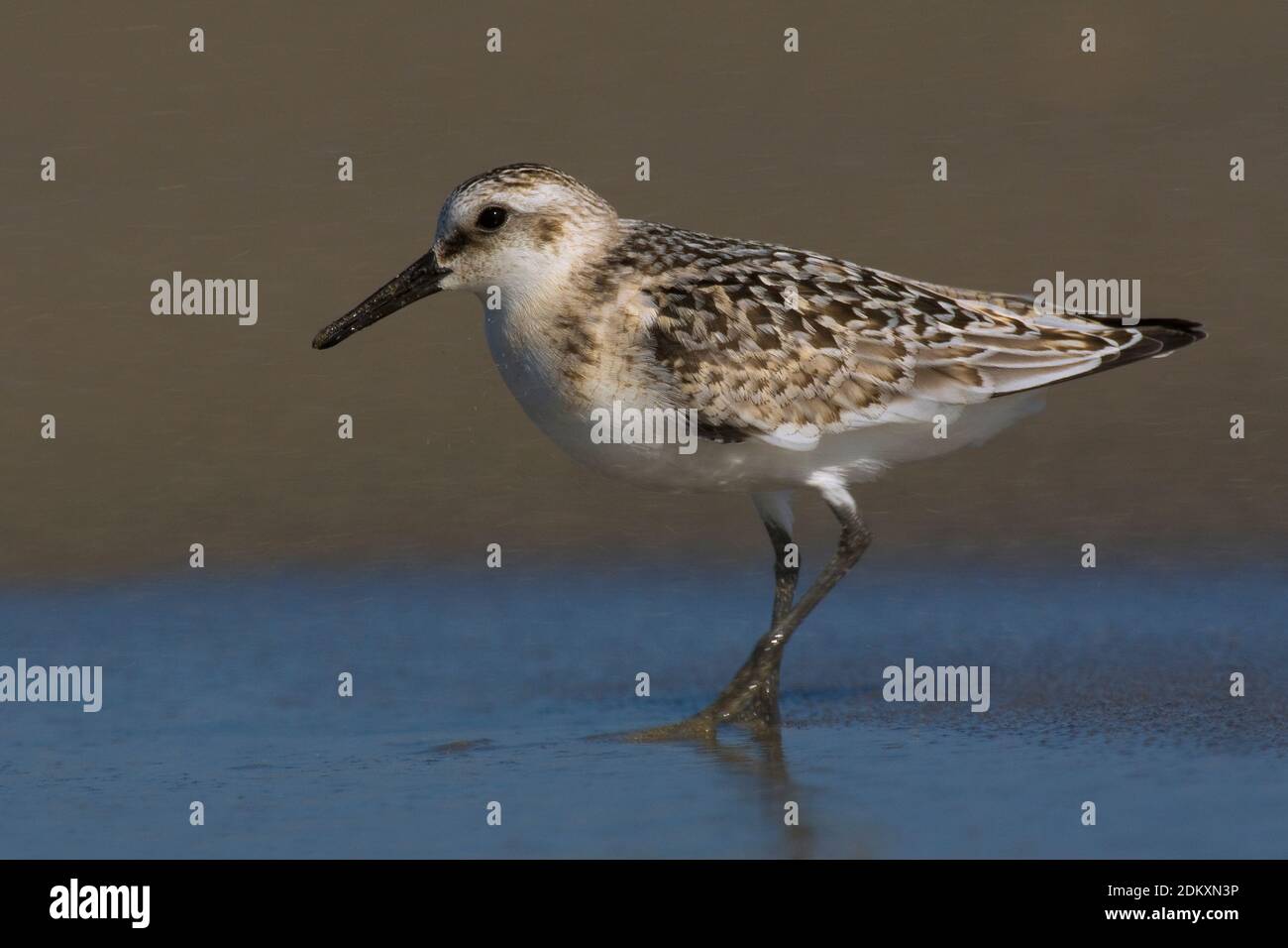 Juvenile Drieteenstrandloper op het strand; Juvenile Sanderling on the ...