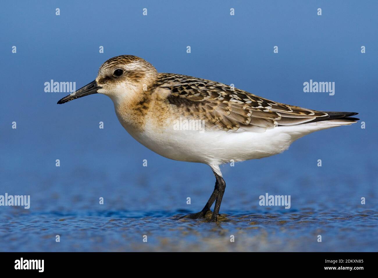 Juvenile Drieteenstrandloper op het strand; Juvenile Sanderling on the ...
