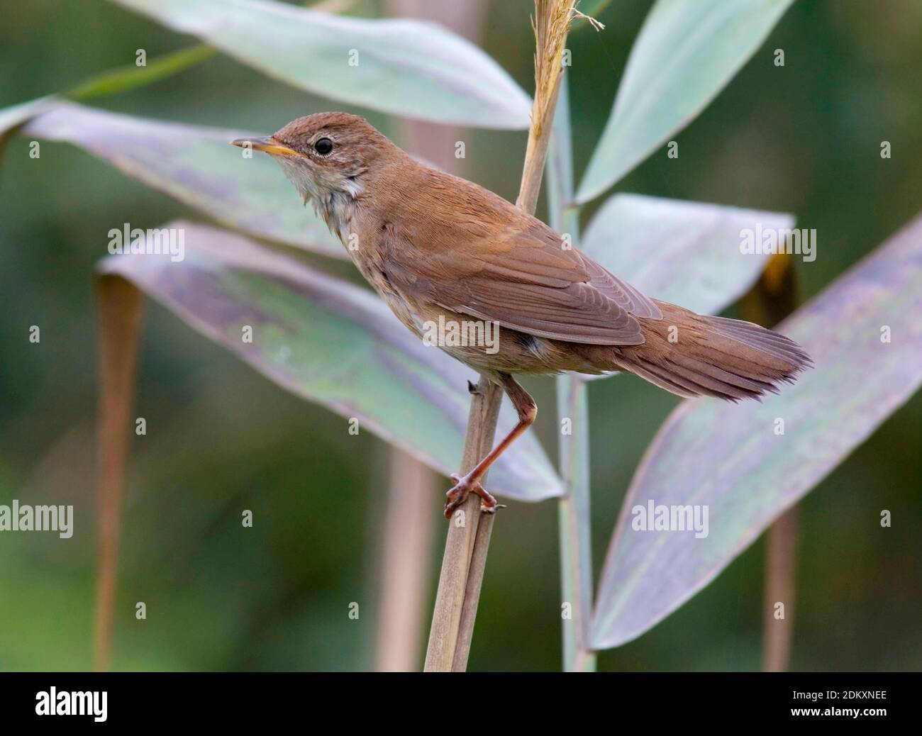 Snor; Savi's Warbler; Locustella luscinioides Stock Photo - Alamy