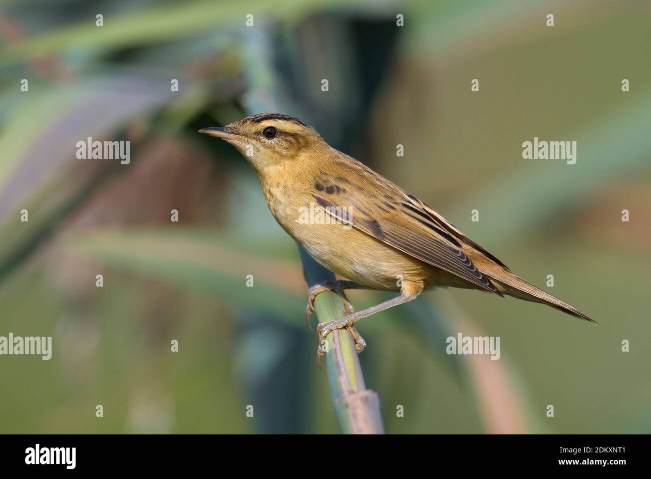 Volwassen Rietzanger; Adult Sedge Warbler Stock Photo - Alamy