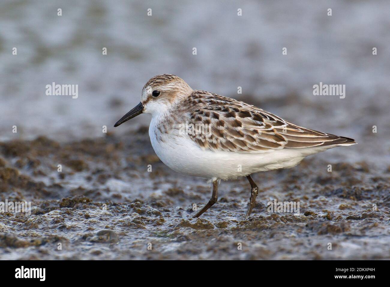 Foeragerende Grijze strandloper, Foraging Semipalmated Sandpiper Stock ...