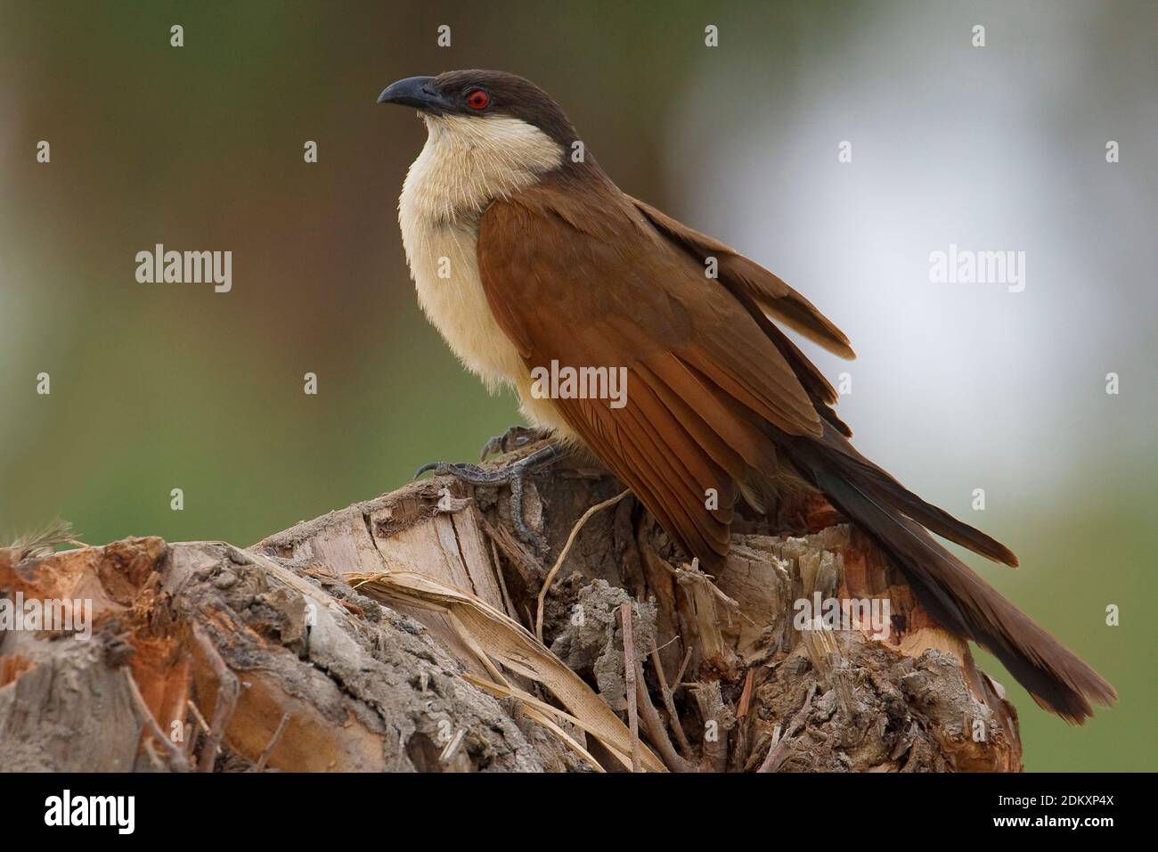 Senegalese animal hi-res stock photography and images - Alamy