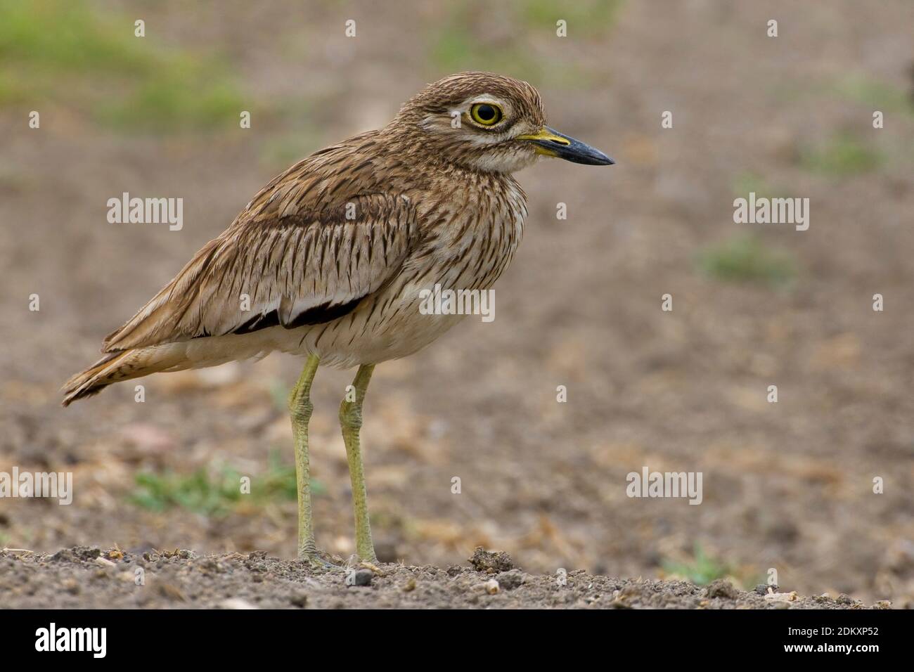 Volwassen Senegalese Griel; Adult Senegal Thick-Knee Stock Photo - Alamy