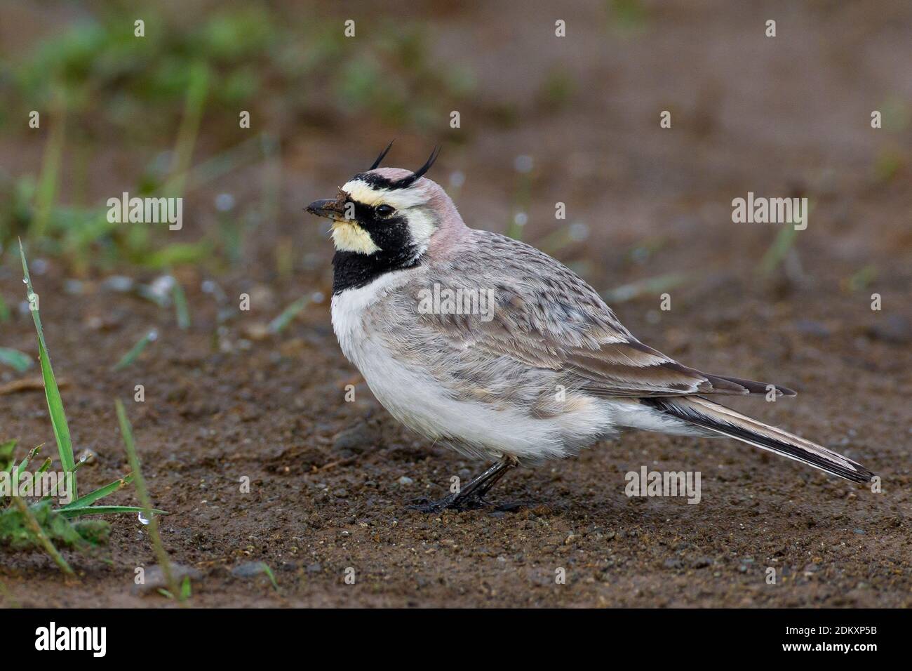 Strandleeuwerik, Horned Lark Stock Photo - Alamy