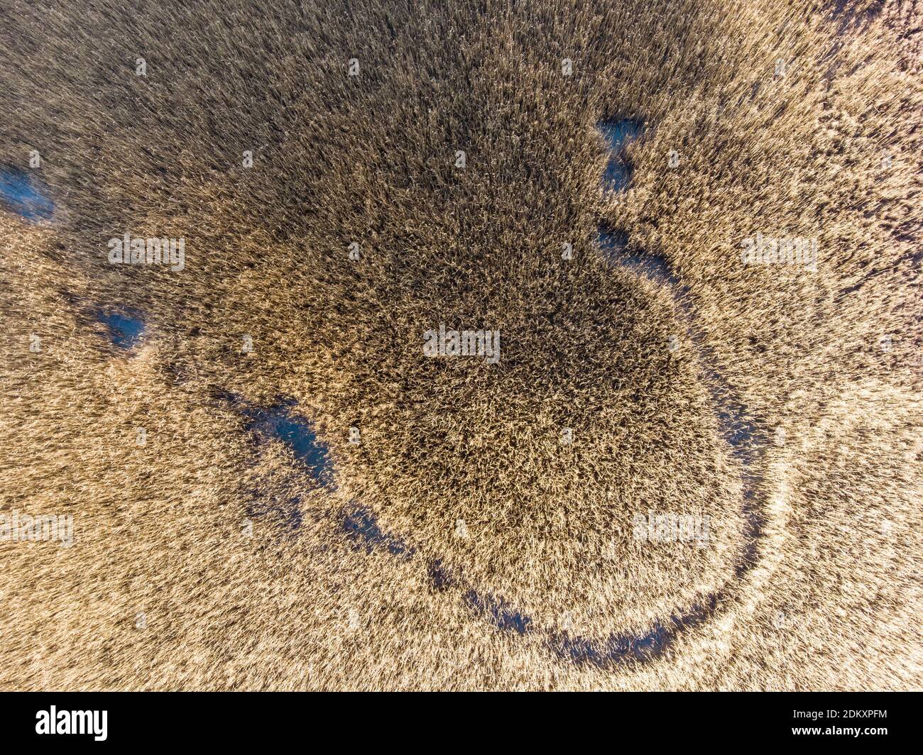 Reed beds from above drone aerial tresillian river cornwall uk Stock ...