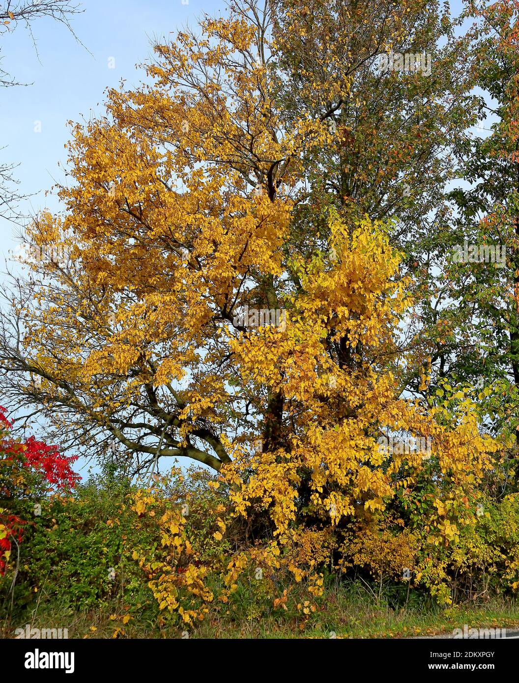 Poplar trees along a roadside in autumn in Michigan Stock Photo - Alamy