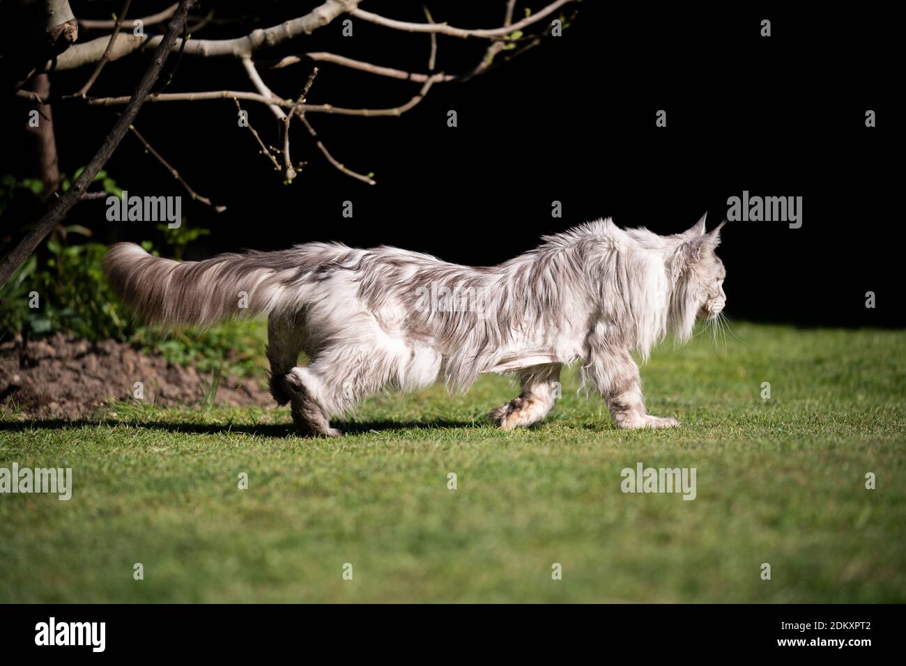 side view of a 10 year old maine coon cat with back problems, scoliosis ...