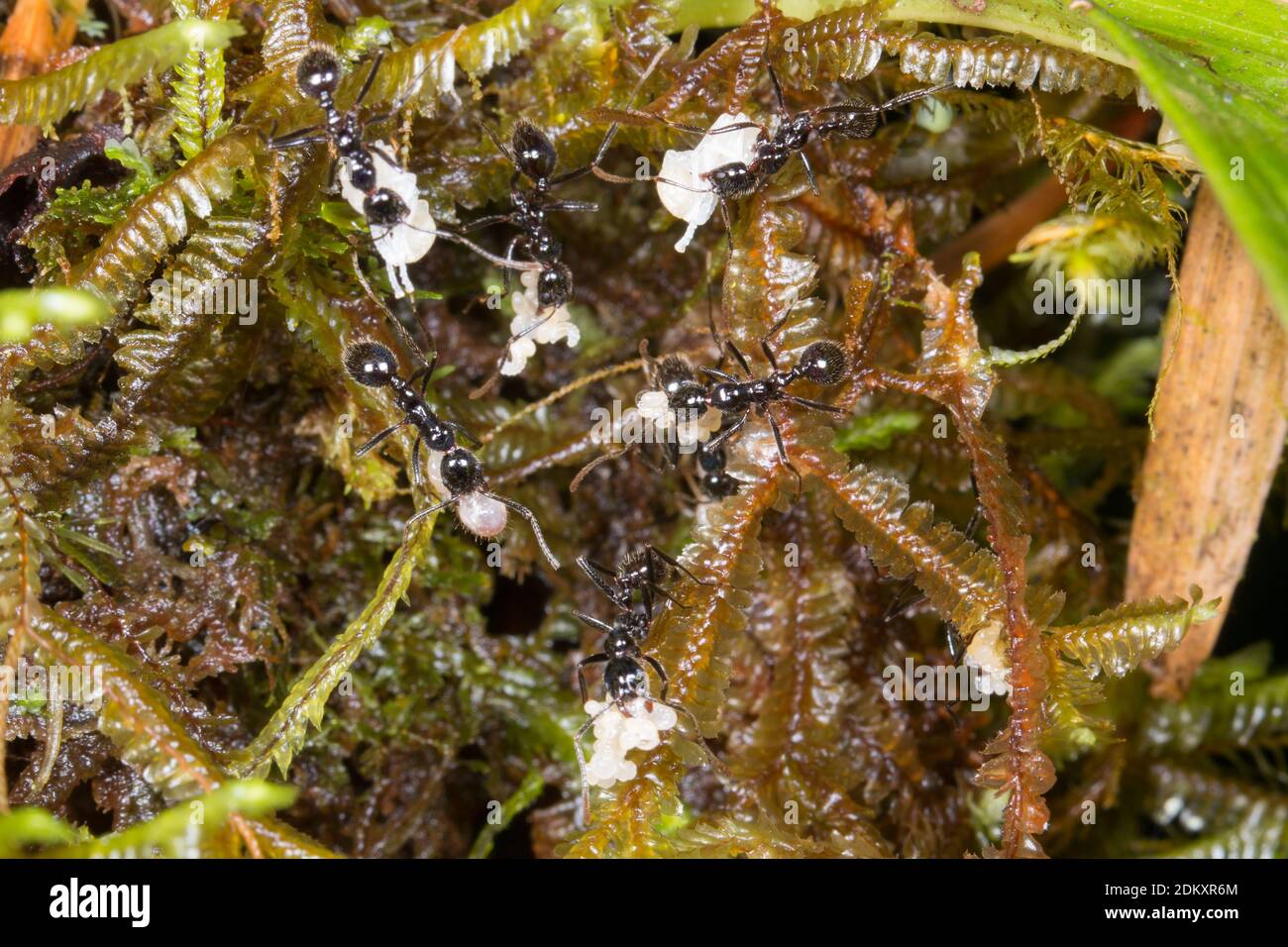 Tiny ants carrying their larvae and pupae on moss in montane rainforest ...