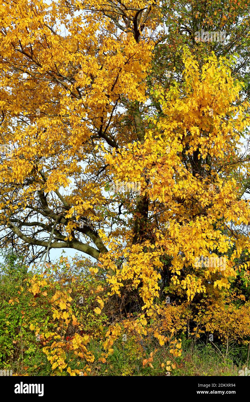 Poplar trees along a roadside in autumn in Michigan Stock Photo - Alamy