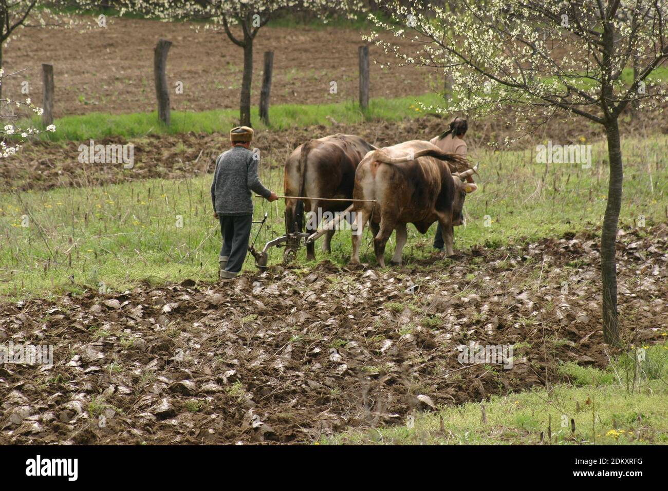Farmers ploughing a field with cattle hi-res stock photography and ...