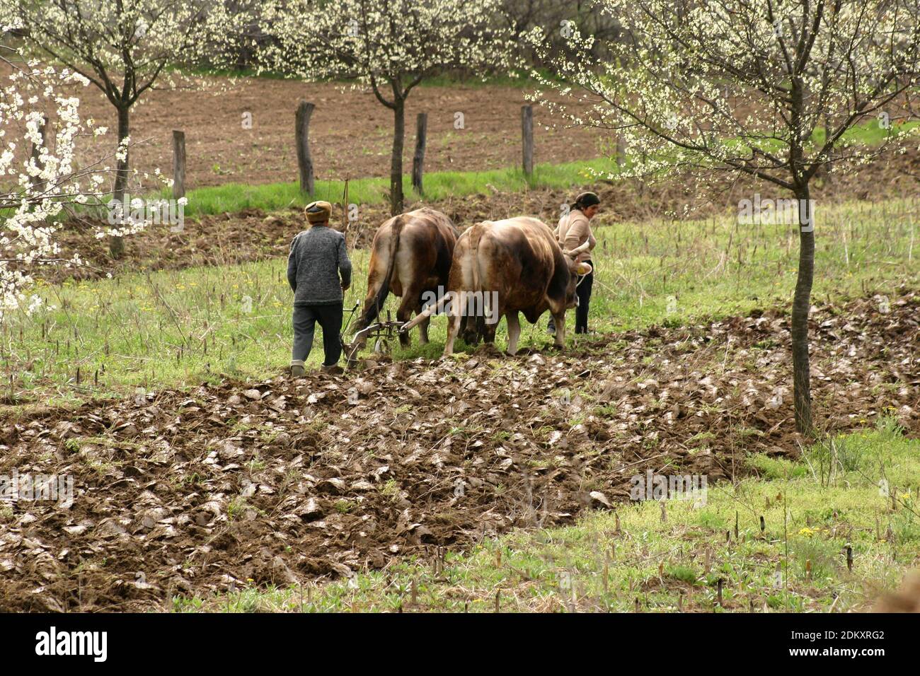 Farmers ploughing a field with cattle hi-res stock photography and ...