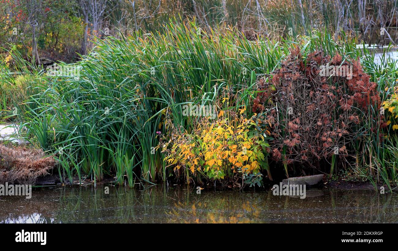 Colorful reeds and bushes at the edge of a pond Stock Photo - Alamy