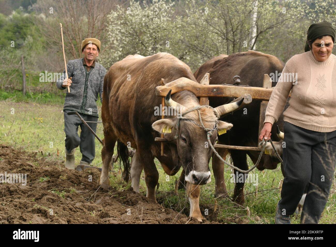 Vrancea County, Romania. A couple plowing their field with cattle-drawn ...