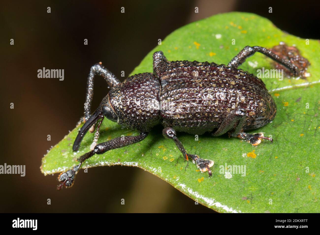 A weevil (family Curculionidae) in montane rainforest in the Cordillera ...