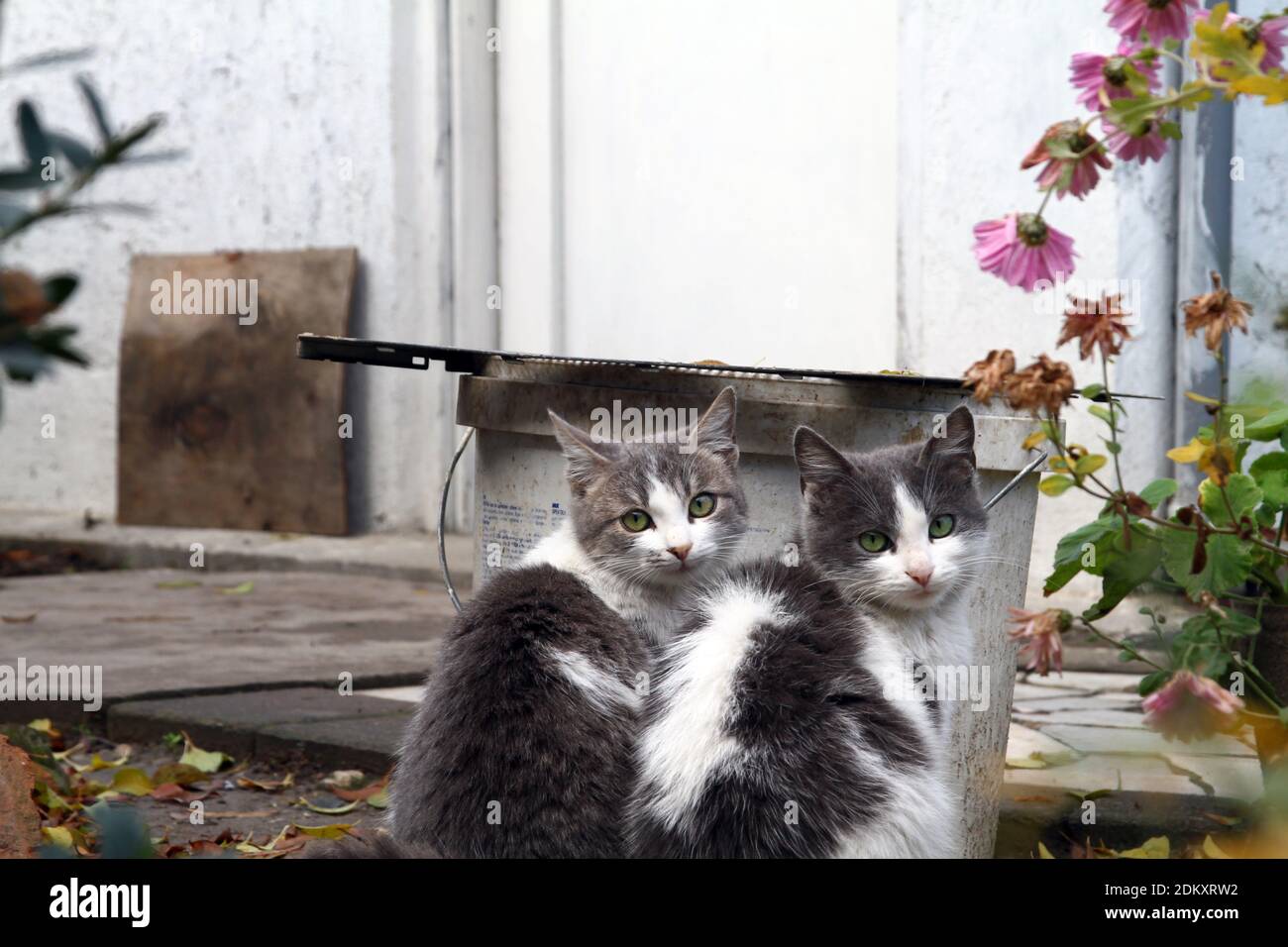 Two cats in the yard hi-res stock photography and images - Alamy