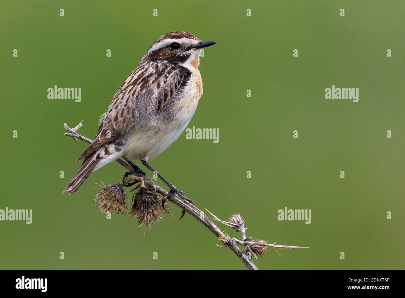 Winchat hi-res stock photography and images - Alamy