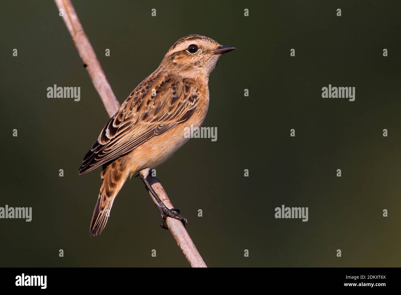 Winchat hi-res stock photography and images - Alamy
