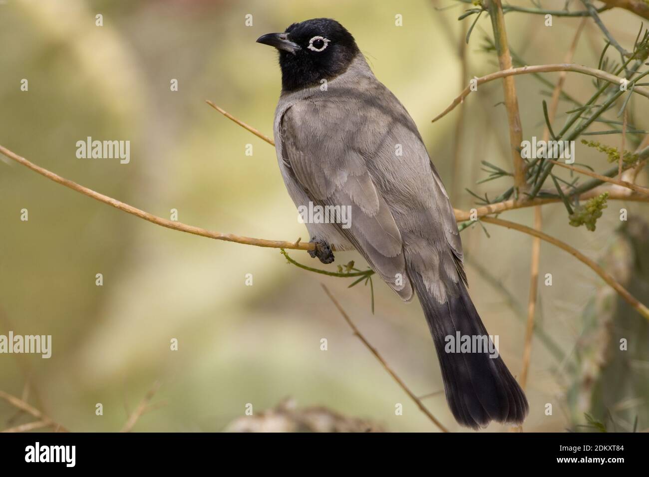 Arabische Buulbuul; White-spectacled Bulbul Stock Photo - Alamy