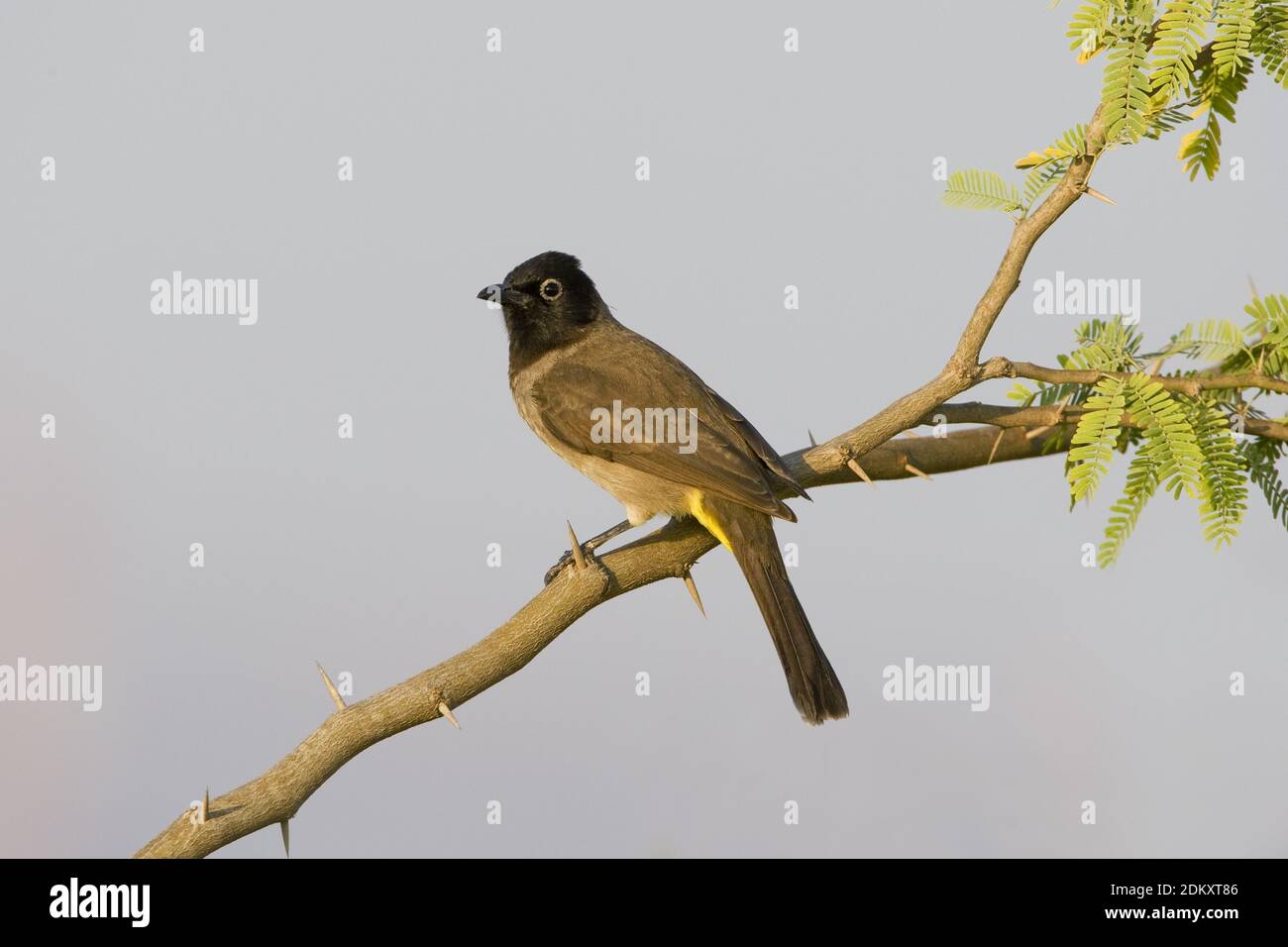 Arabische Buulbuul; White-spectacled Bulbul Stock Photo - Alamy