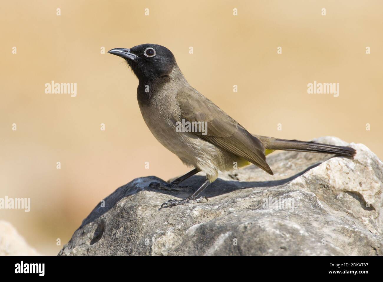 Arabische Buulbuul; White-spectacled Bulbul Stock Photo - Alamy