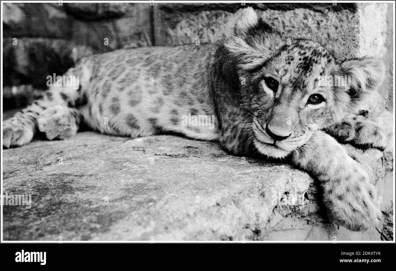 Young Elsa the Lioness still wiith spots, lying down probably at ...