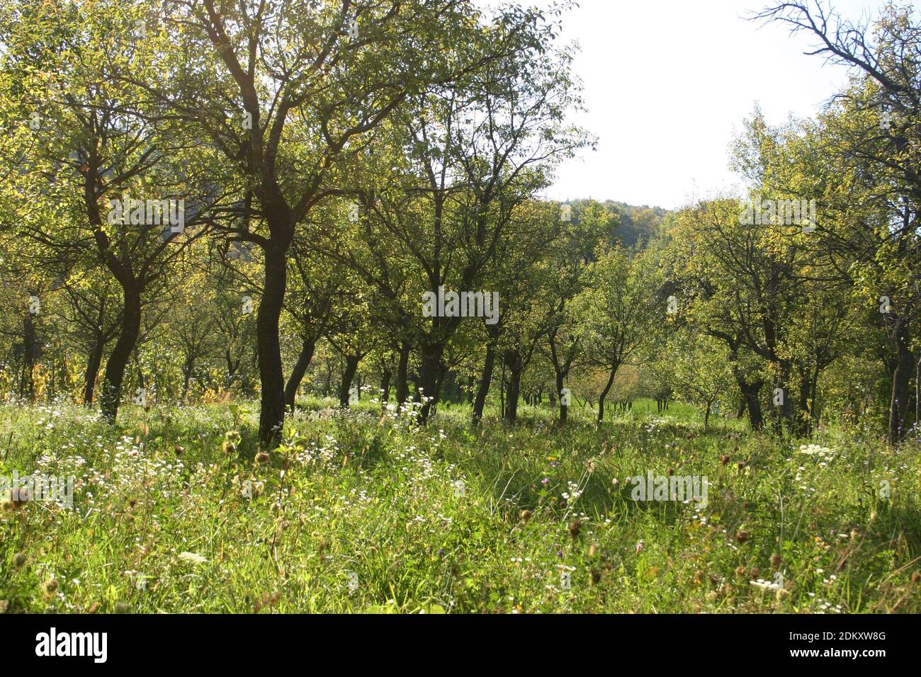 Prune orchard in Vrancea County, Romania Stock Photo - Alamy