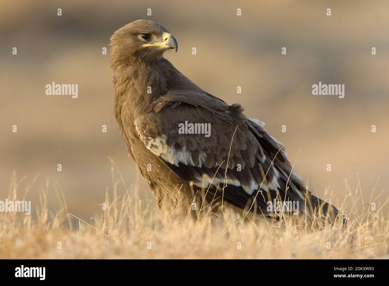 Onvolwassen Steppearend in zit; Immature Steppe Eagle perched Stock ...