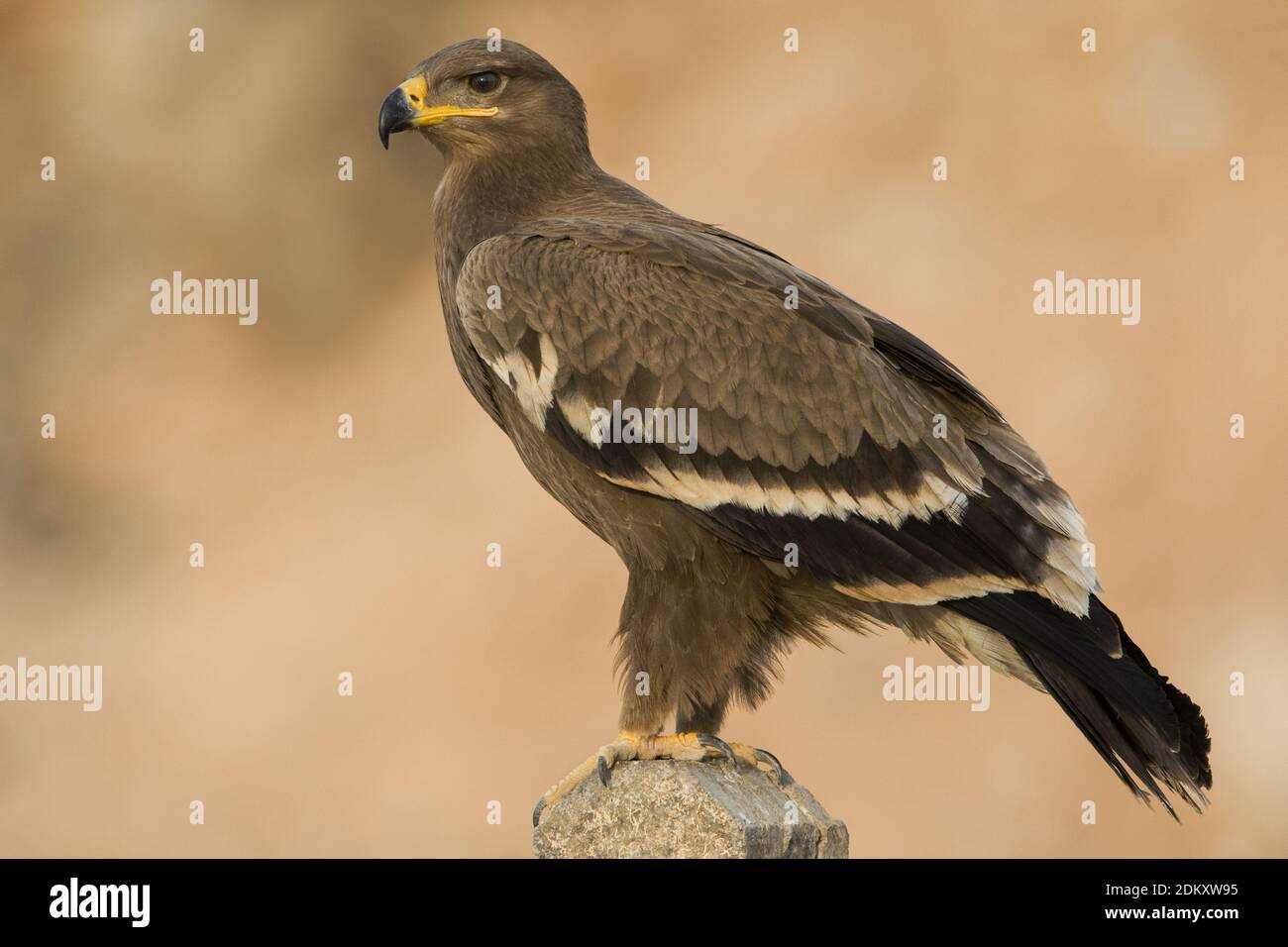 Onvolwassen Steppearend in zit; Immature Steppe Eagle perched Stock ...