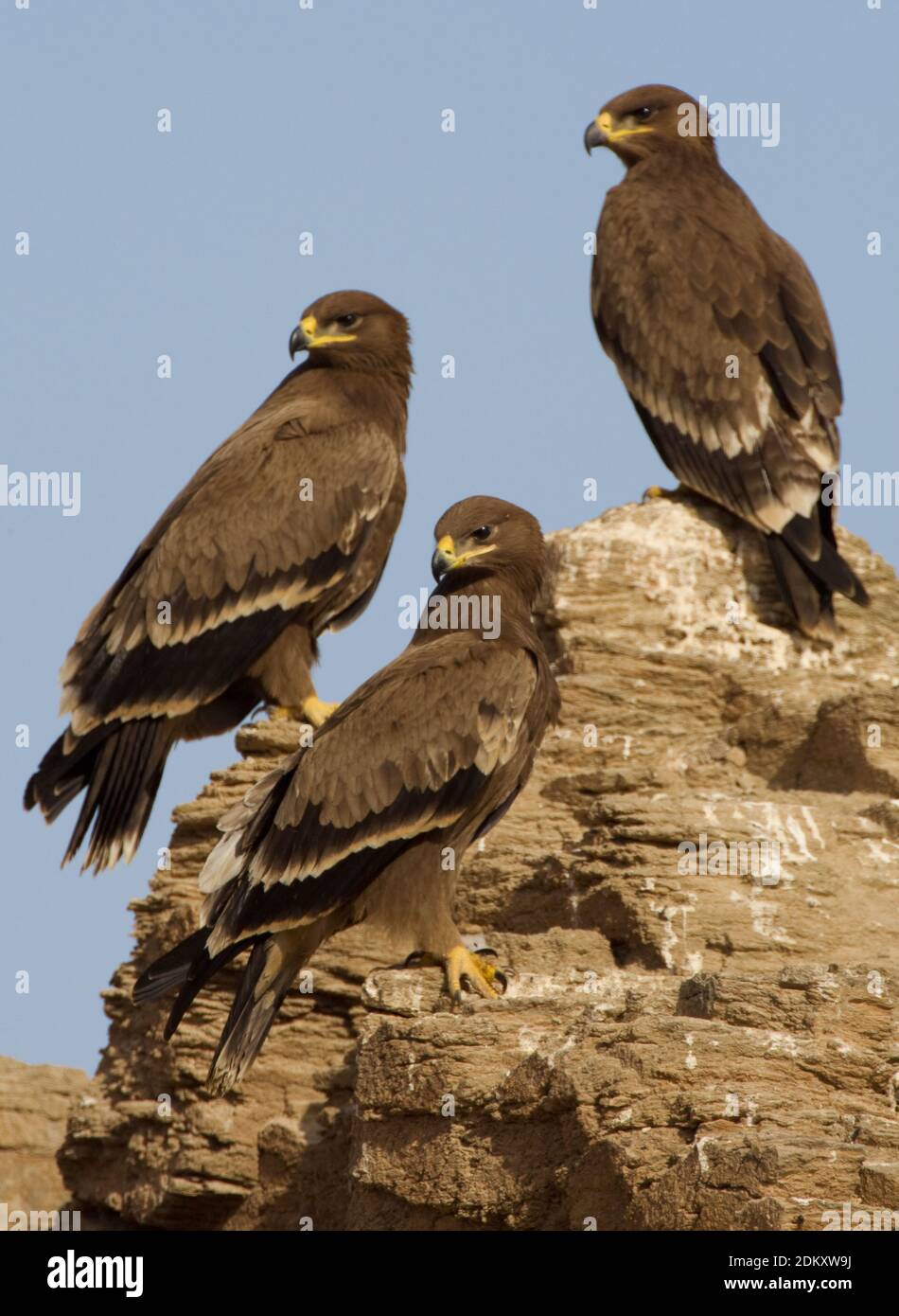 Onvolwassen Steppearend in zit; Immature Steppe Eagle perched Stock ...