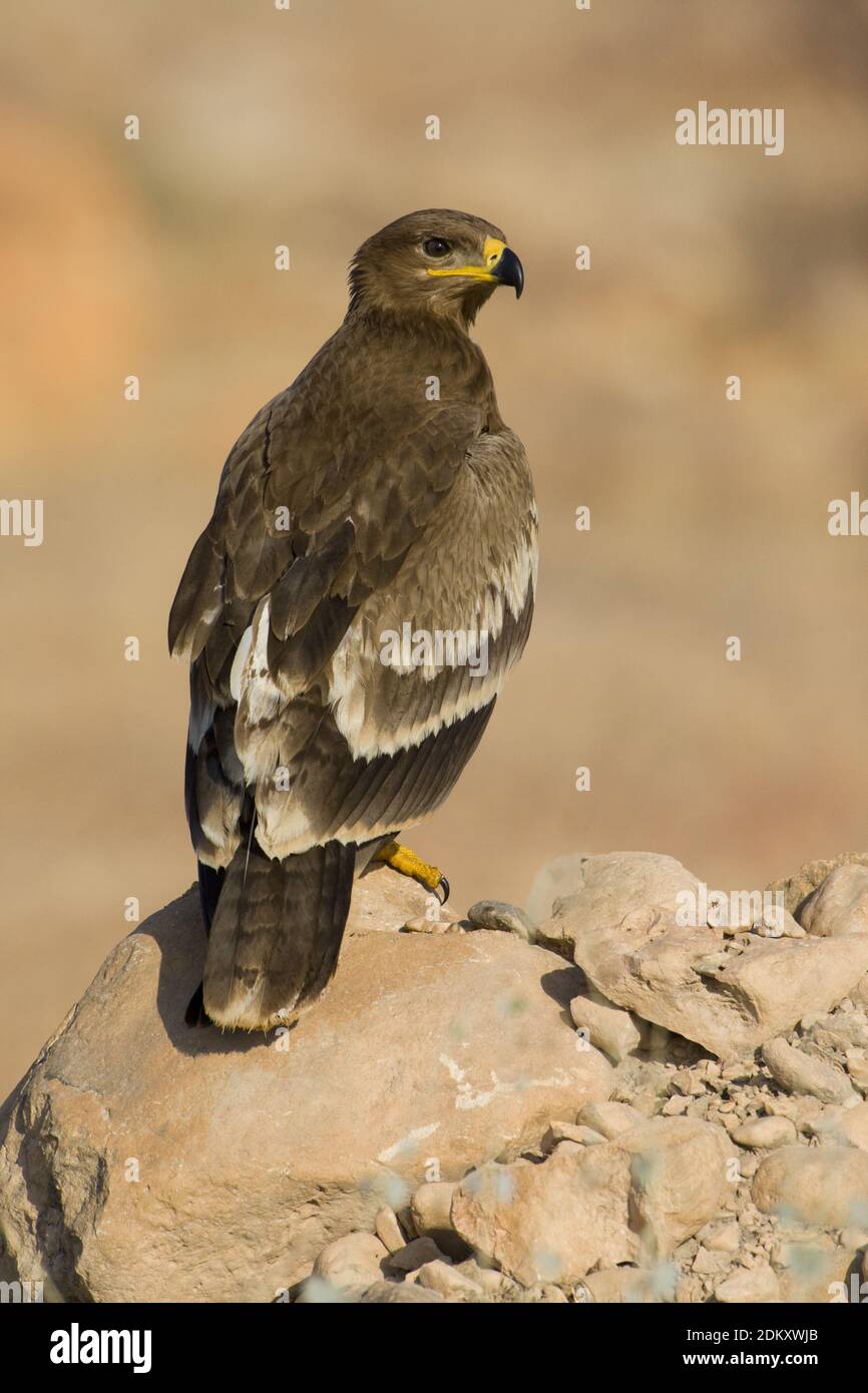 Onvolwassen Steppearend in zit; Immature Steppe Eagle perched Stock ...