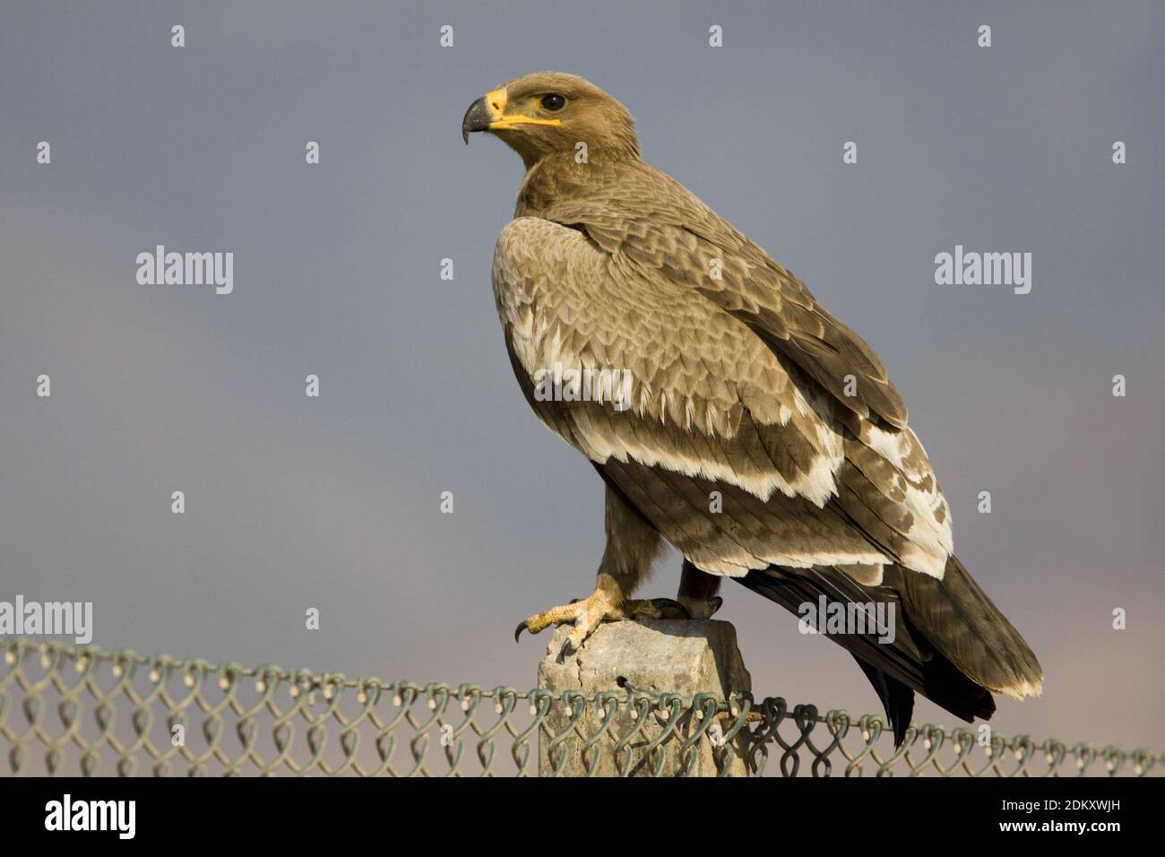 Onvolwassen Steppearend in zit; Immature Steppe Eagle perched Stock ...