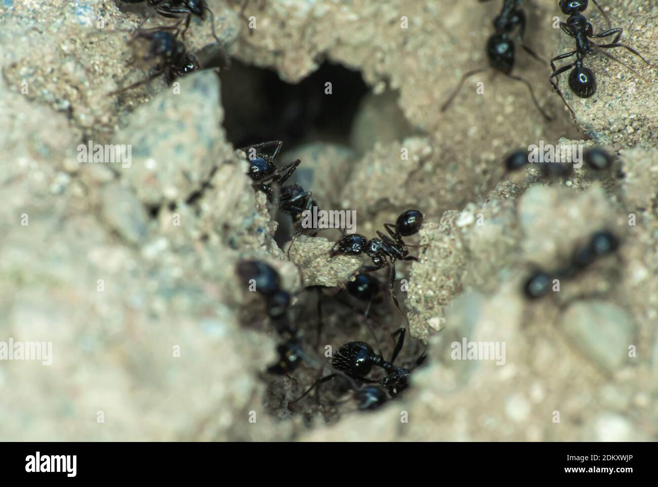 Group of ants on the ground close up Stock Photo - Alamy