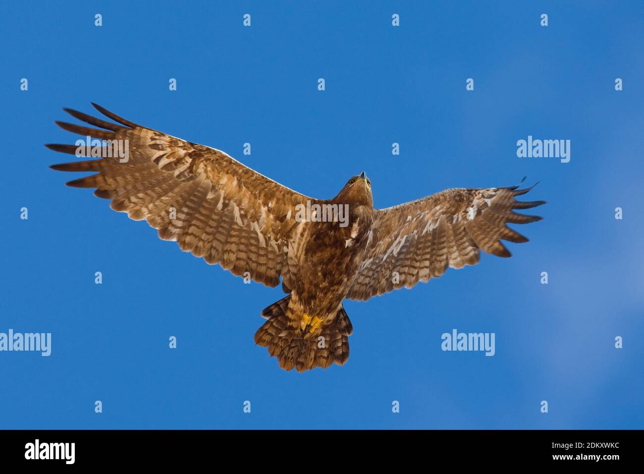 Onvolwassen Steppearend in de vlucht; Immature Steppe Eagle in flight ...