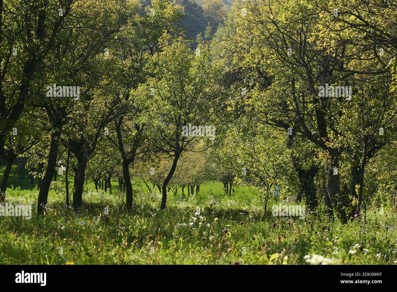 Italian plum orchard hi-res stock photography and images - Alamy