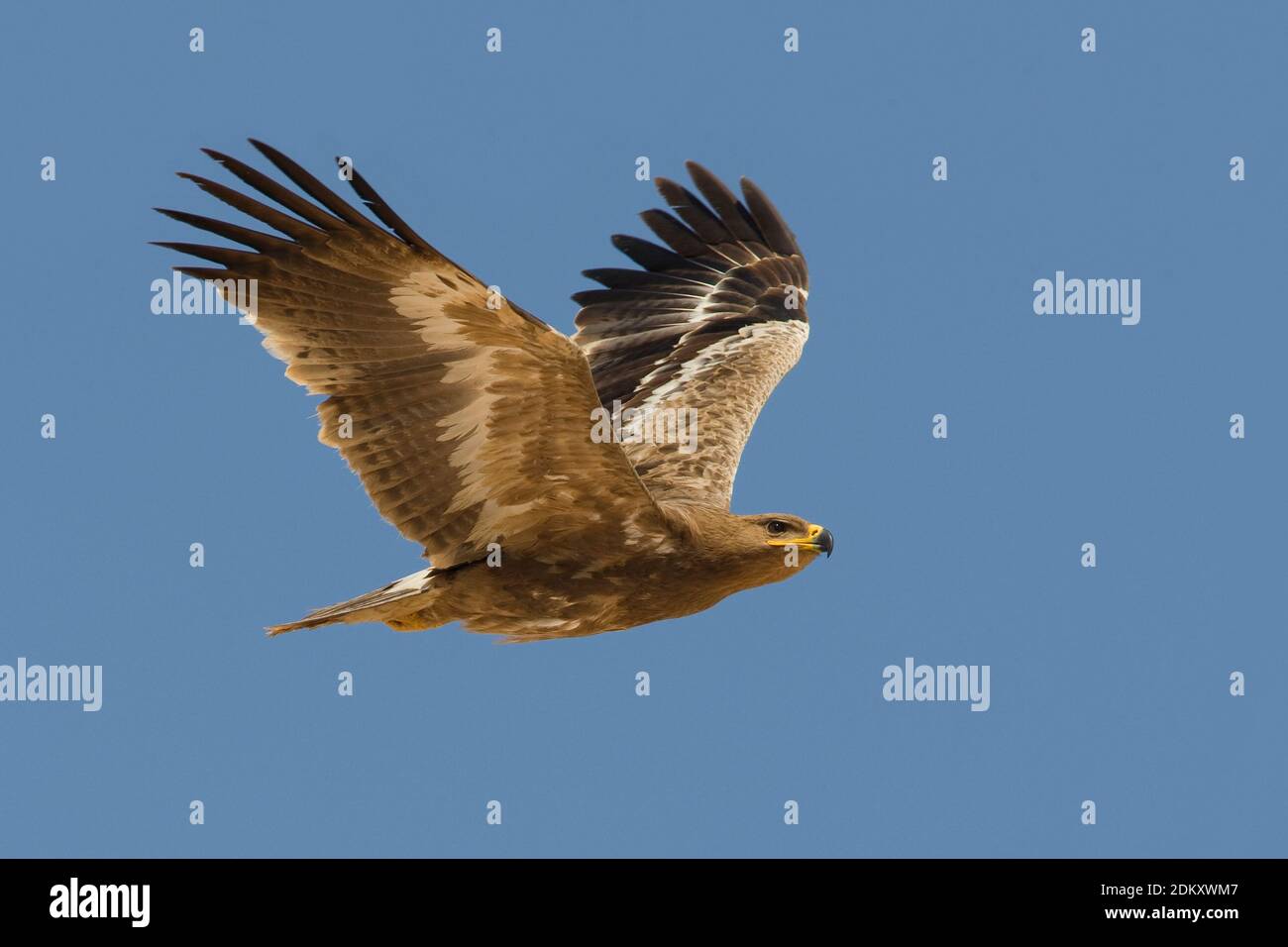 Onvolwassen Steppearend in de vlucht; Immature Steppe Eagle in flight ...