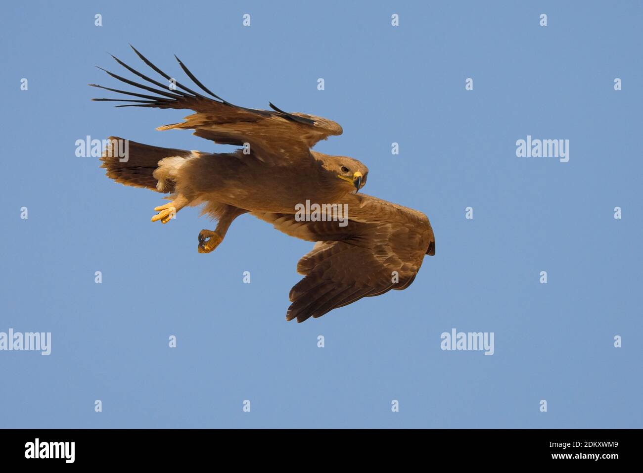 Onvolwassen Steppearend in de vlucht; Immature Steppe Eagle in flight ...