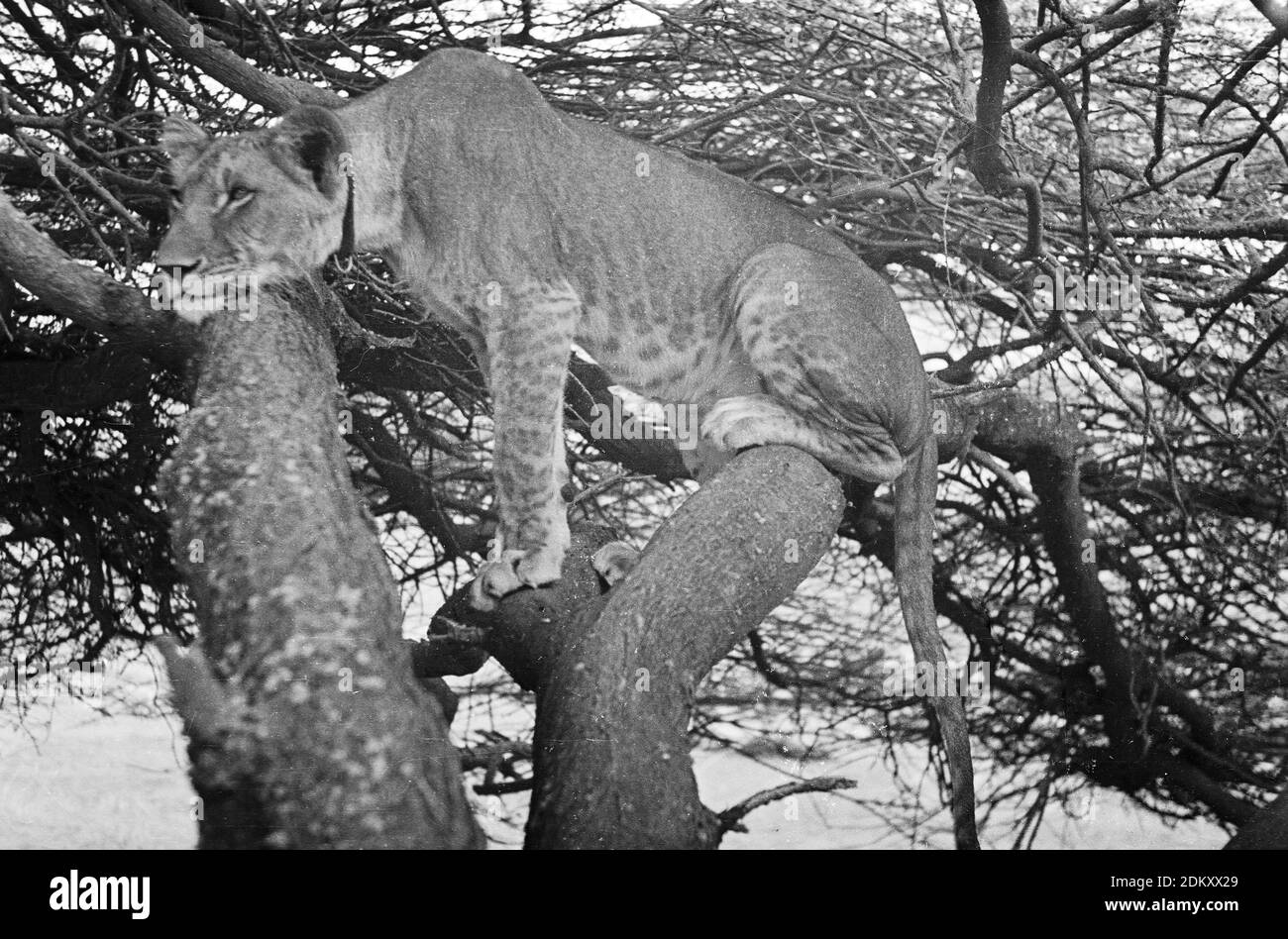 Elsa the lioness of Joy Adamon's Born Free story with collar on looking ...