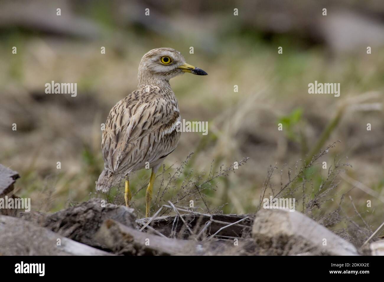 Eurasian Thick-knee standing; Griel staand Stock Photo - Alamy