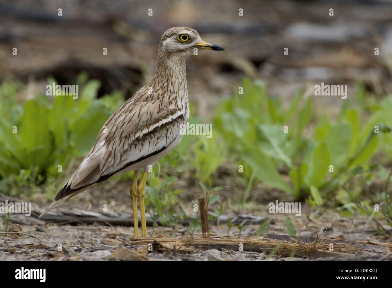 Eurasian Thick-knee standing; Griel staand Stock Photo - Alamy